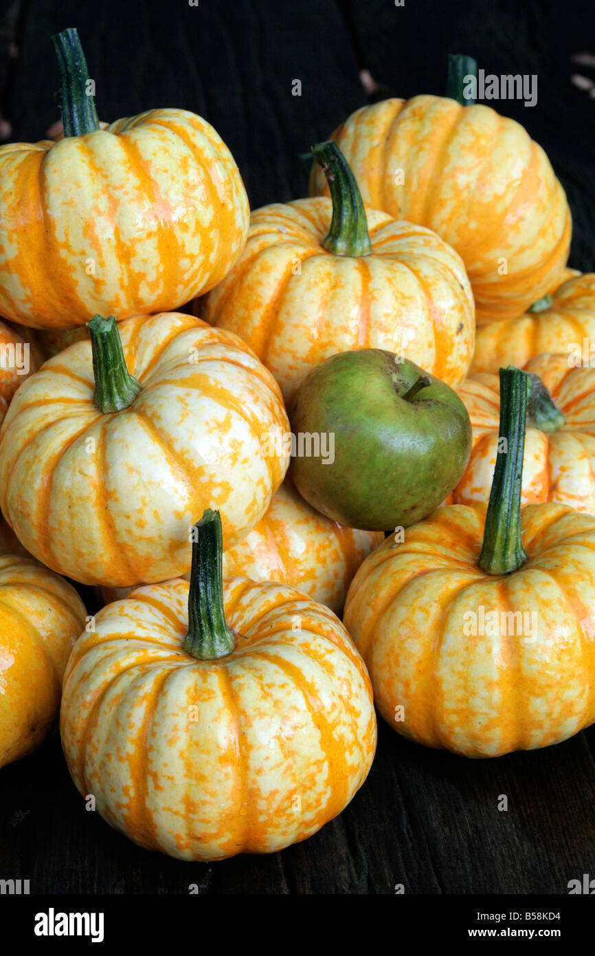 SQUASH SWEET LIGHTNING F1 APPLE SHOWS SIZE Stock Photo - Alamy