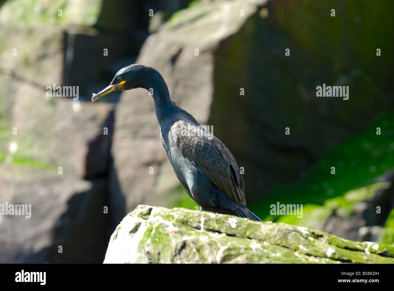Shag farne islands hi-res stock photography and images - Alamy