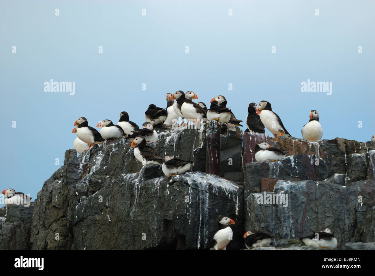 Atlantic Puffins, Farne Islands, Northumberland, England Stock Photo ...