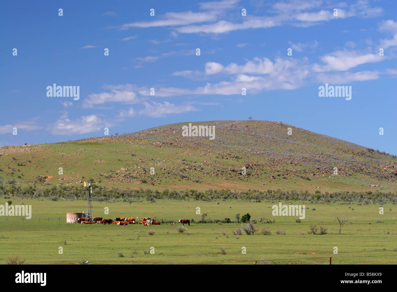 Flinders Ranges Cattle Stock Photo - Alamy