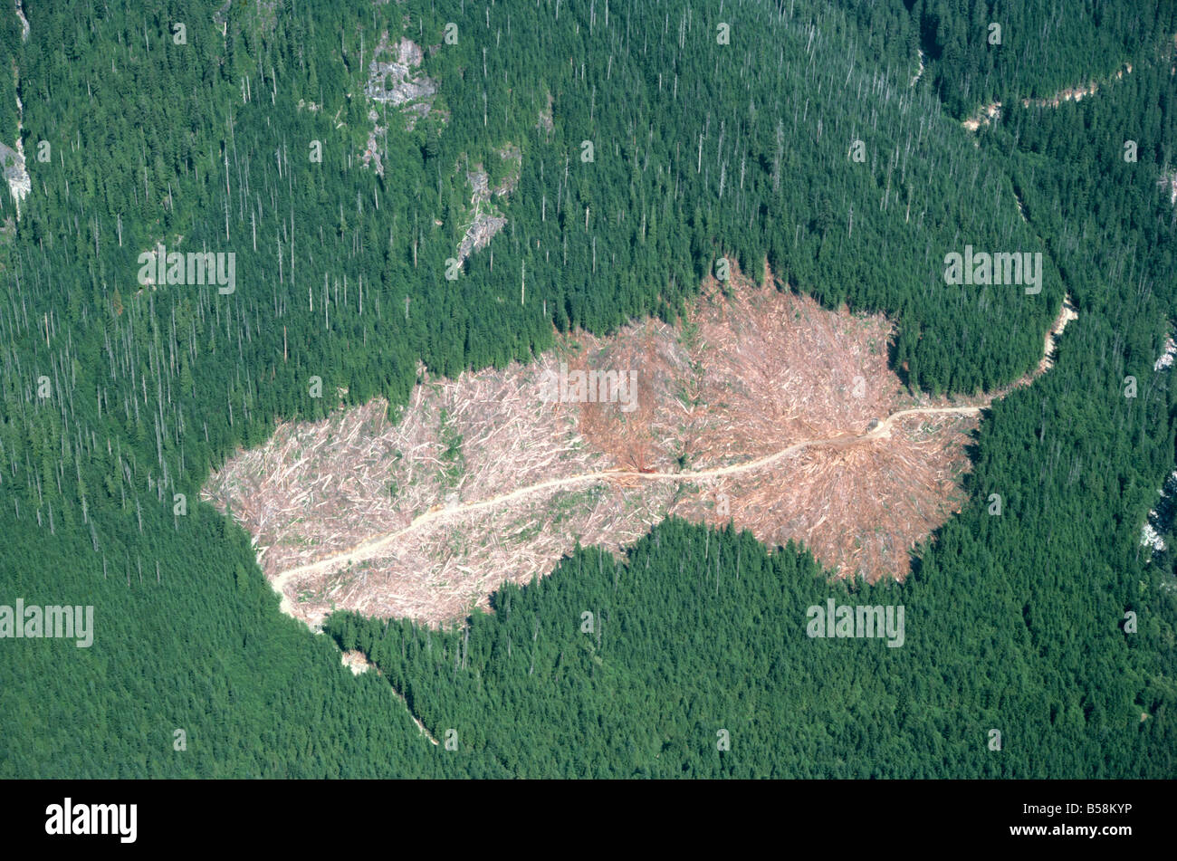 Logged area and surrounding forest from the air British Columbia Canada ...