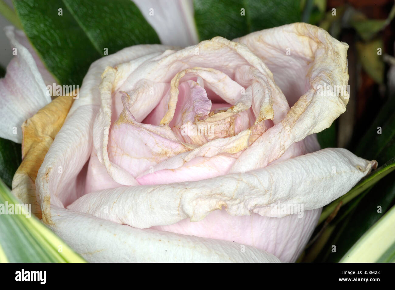 white rose funereal funeral dying decaying flower detail macro close-up ...