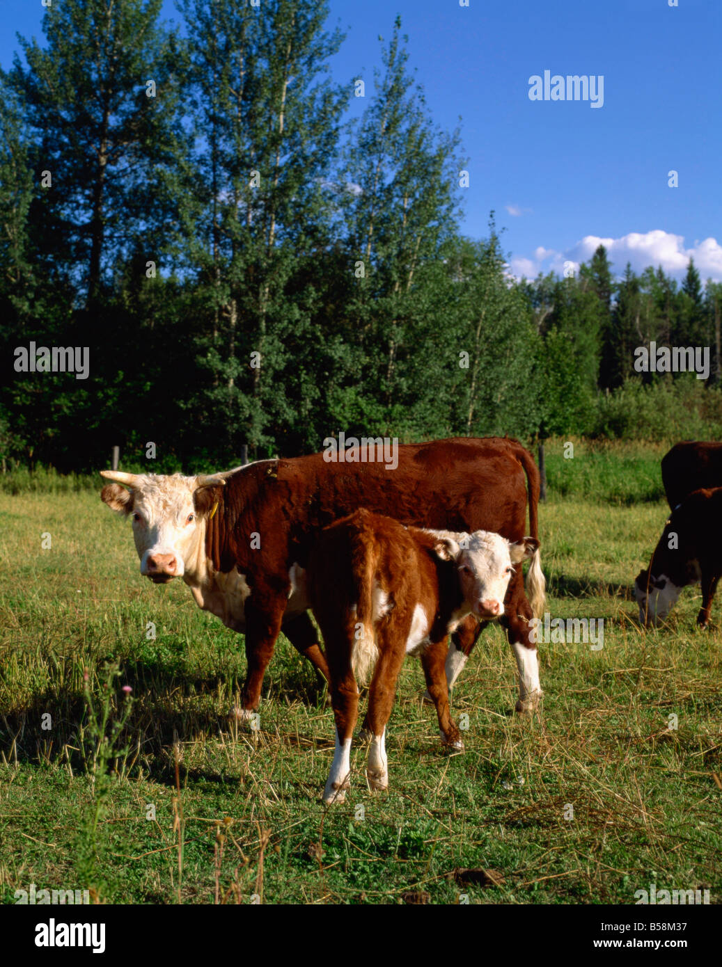 British cattle hi-res stock photography and images - Alamy
