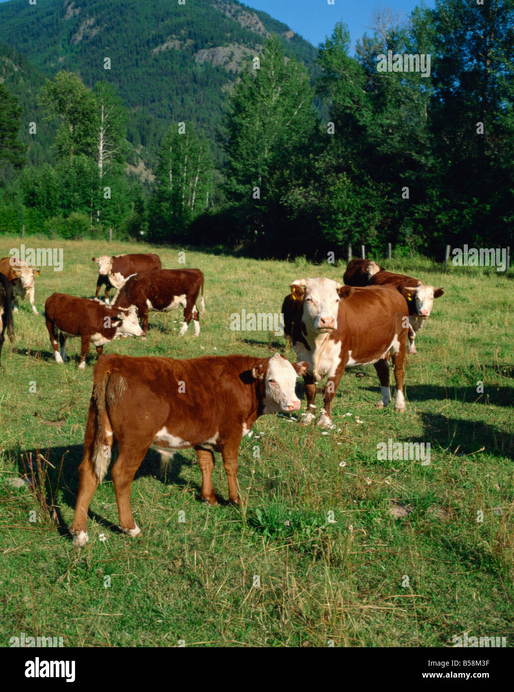 British cattle hi-res stock photography and images - Alamy