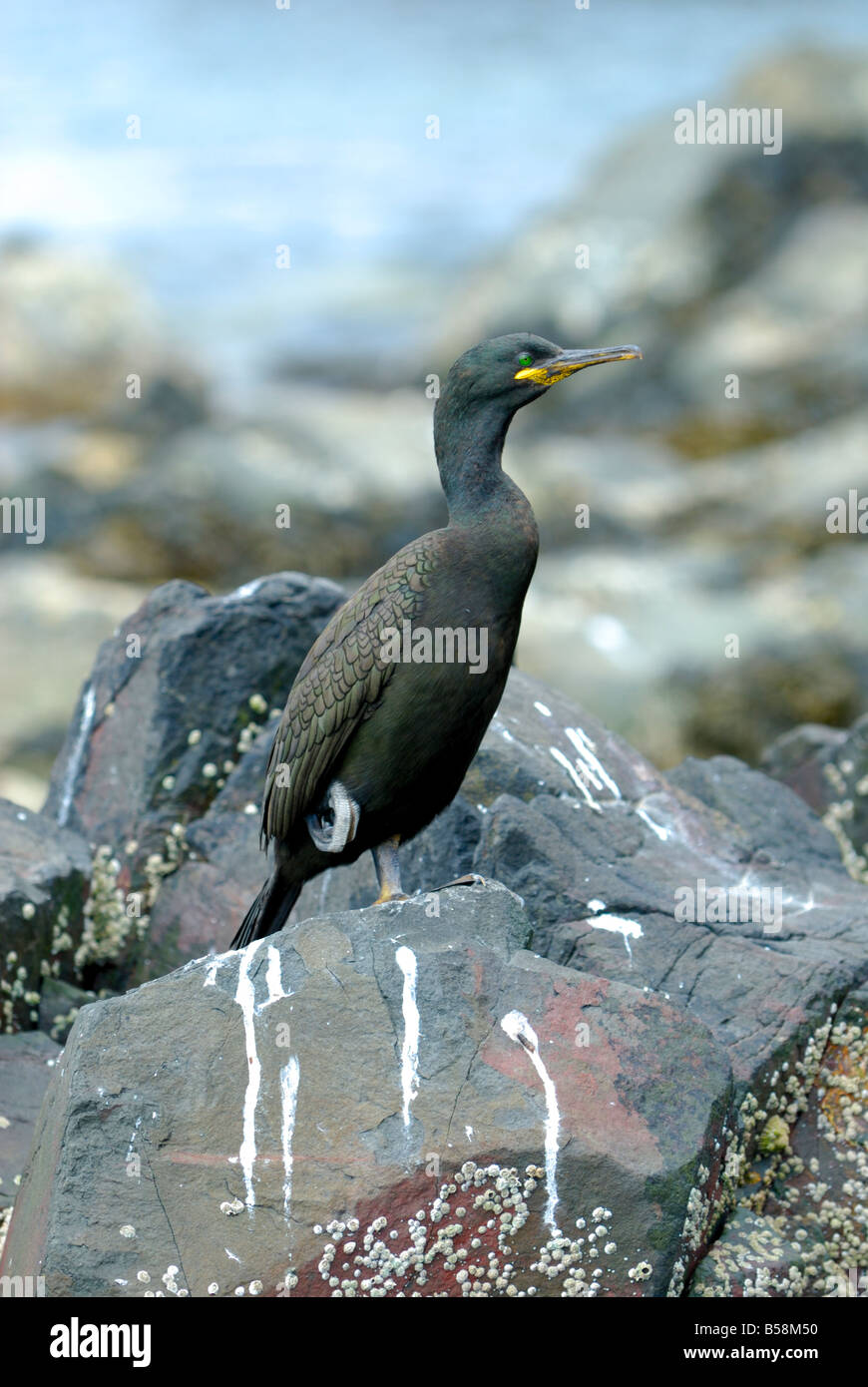 Shag farne islands hi-res stock photography and images - Alamy