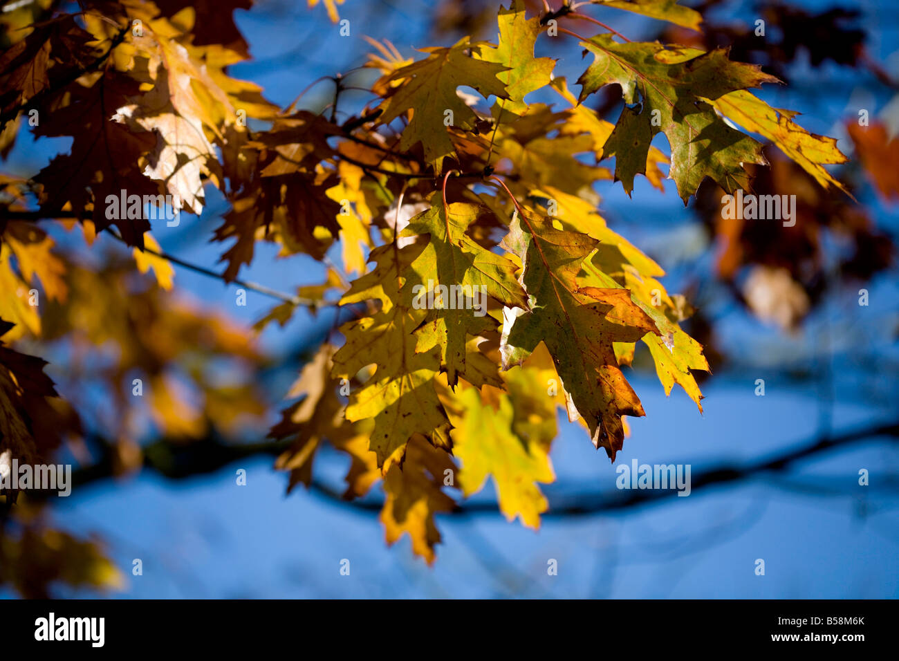 Gold colourful hi-res stock photography and images - Alamy