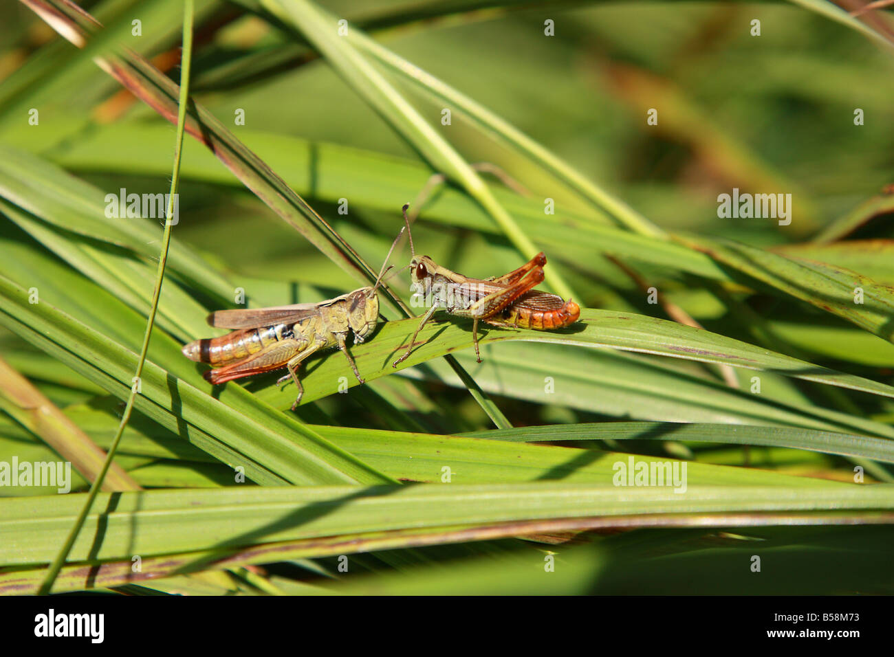 Mountain grasshopper insects hi-res stock photography and images - Alamy