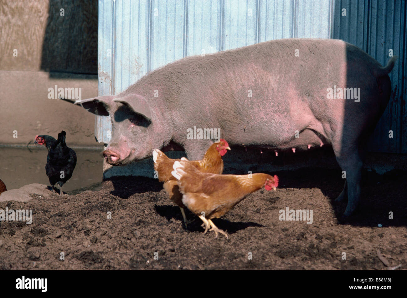 Chickens and pig in farmyard British Columbia Canada North America ...