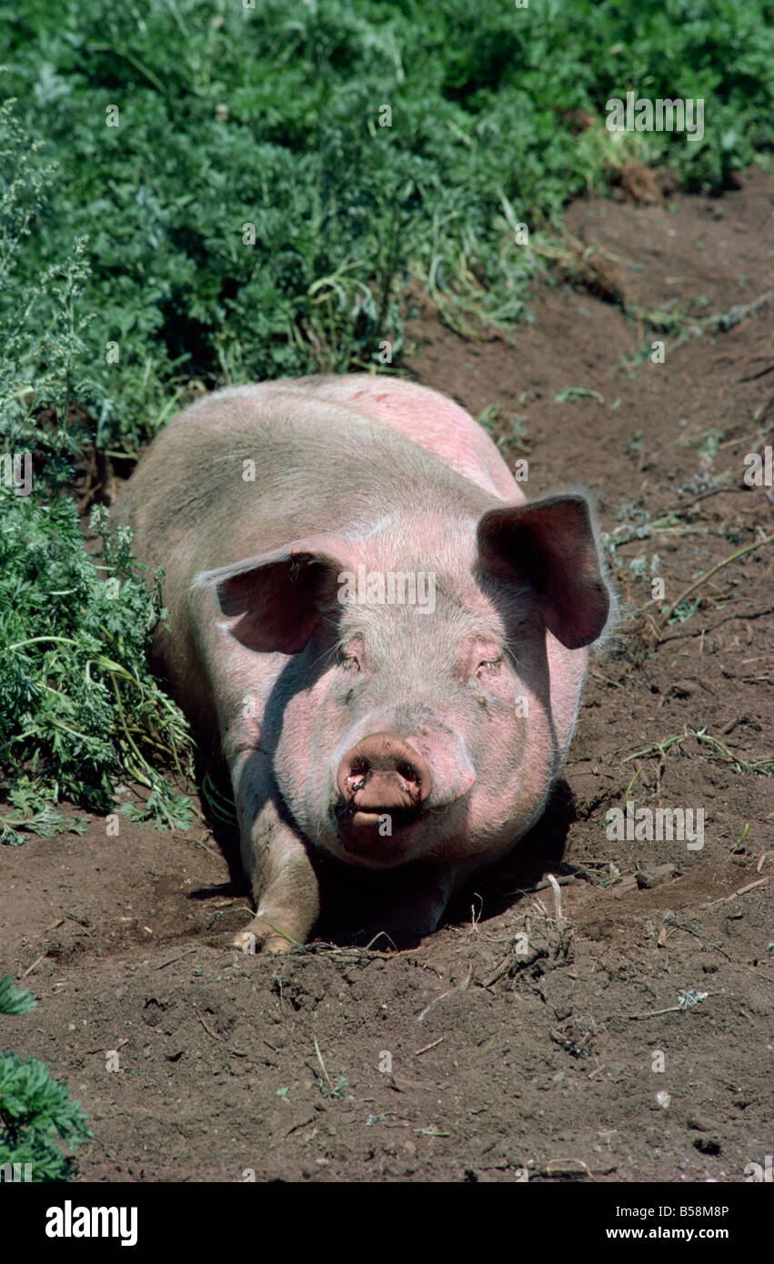 Pig British Columbia Canada North America Stock Photo - Alamy