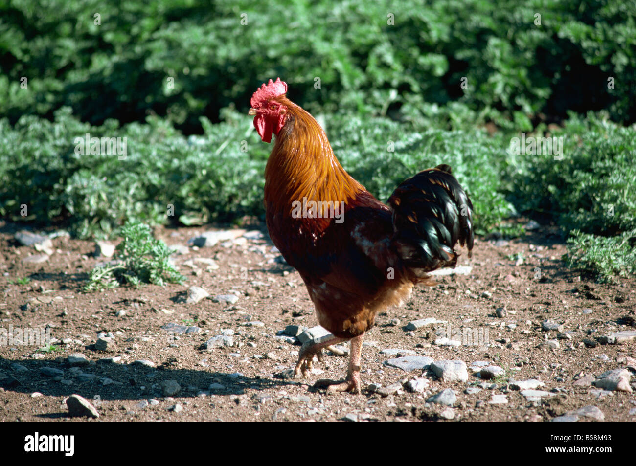 British chickens hi-res stock photography and images - Alamy