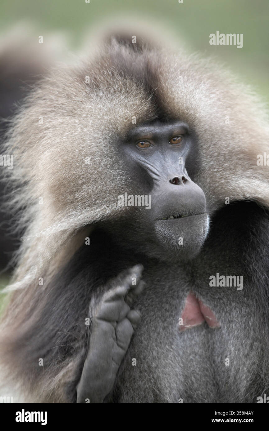 Male baboons hi-res stock photography and images - Alamy