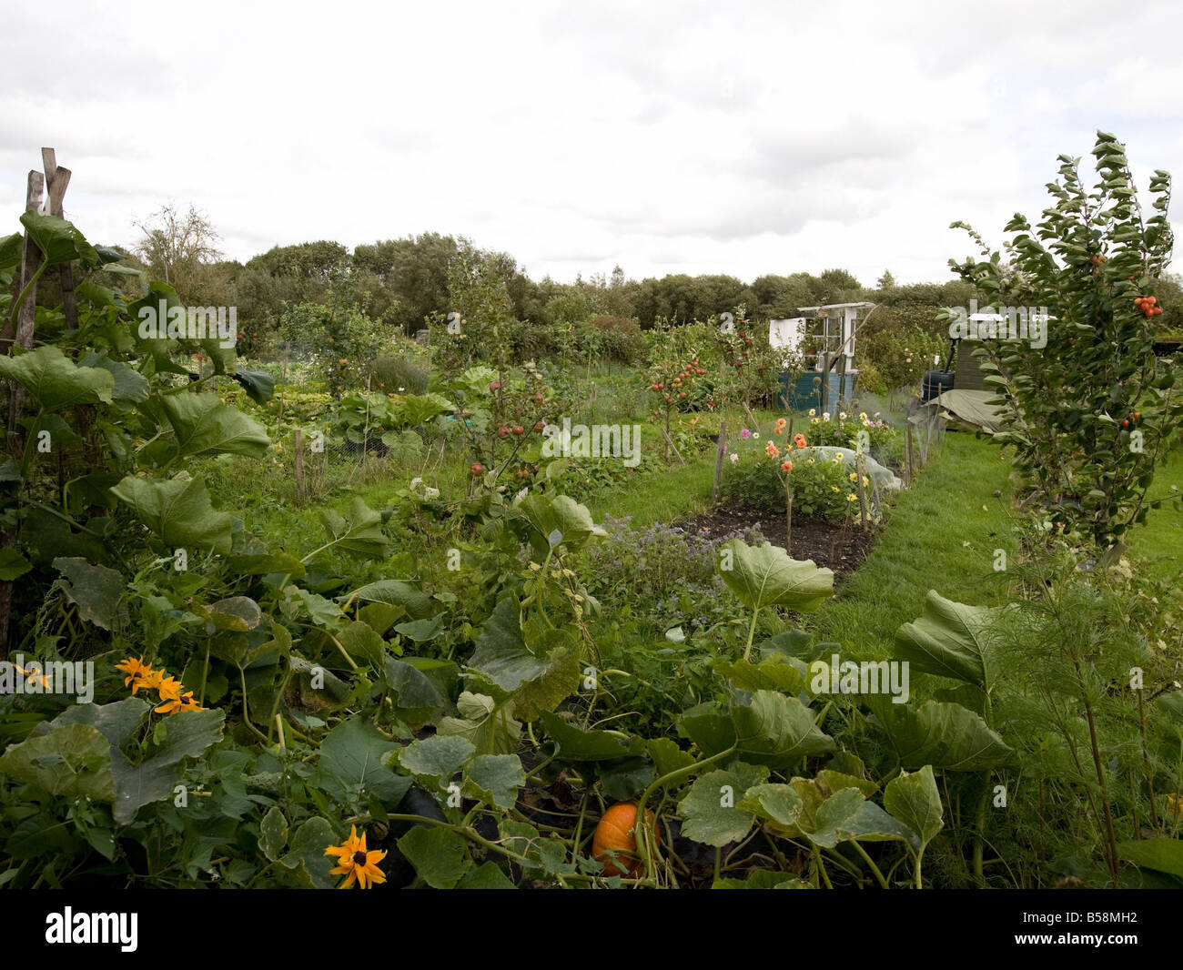 A general view of an allotments Stock Photo - Alamy