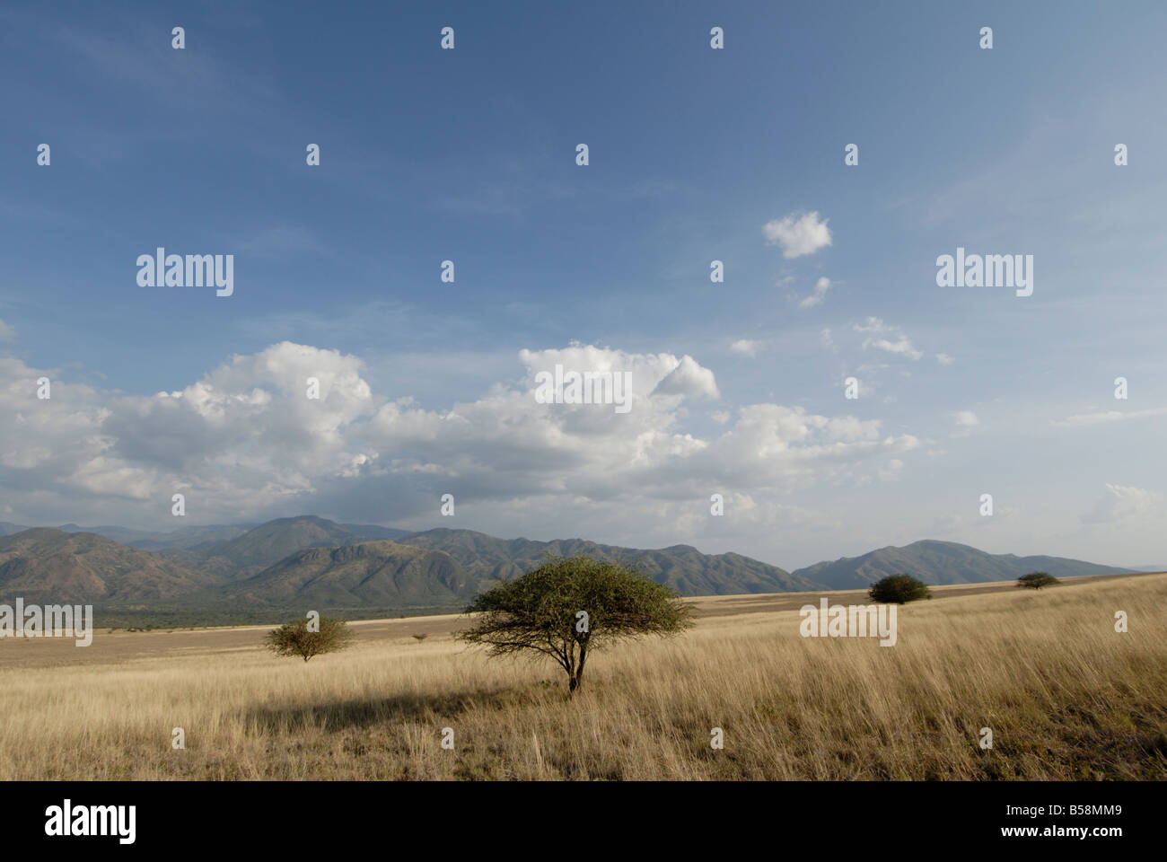 Nechisar National Park, Ethiopia, Africa Stock Photo - Alamy