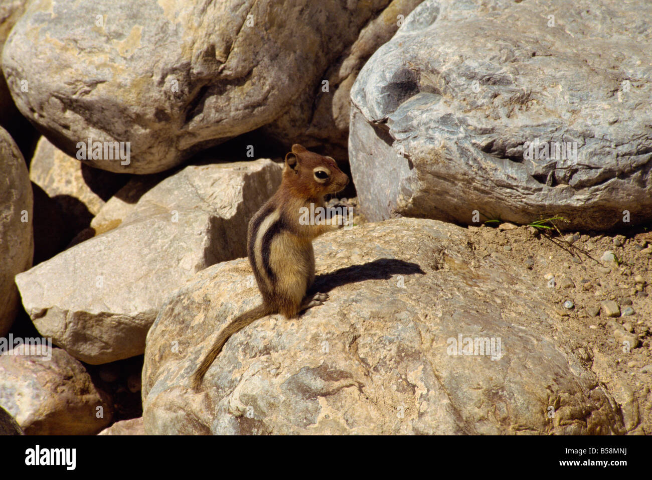 Small mammals of north america hi-res stock photography and images - Alamy
