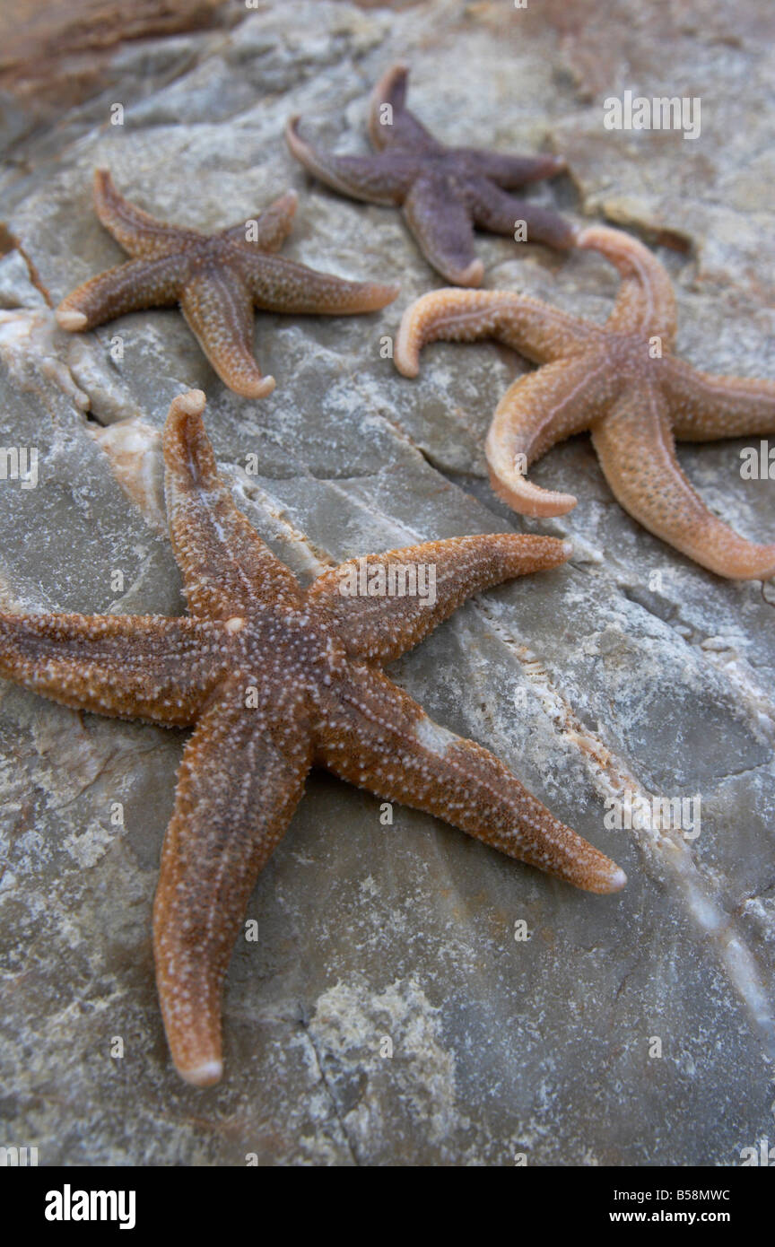 4 four Common starfish Asterias rubens on rock on a sea shore in ...