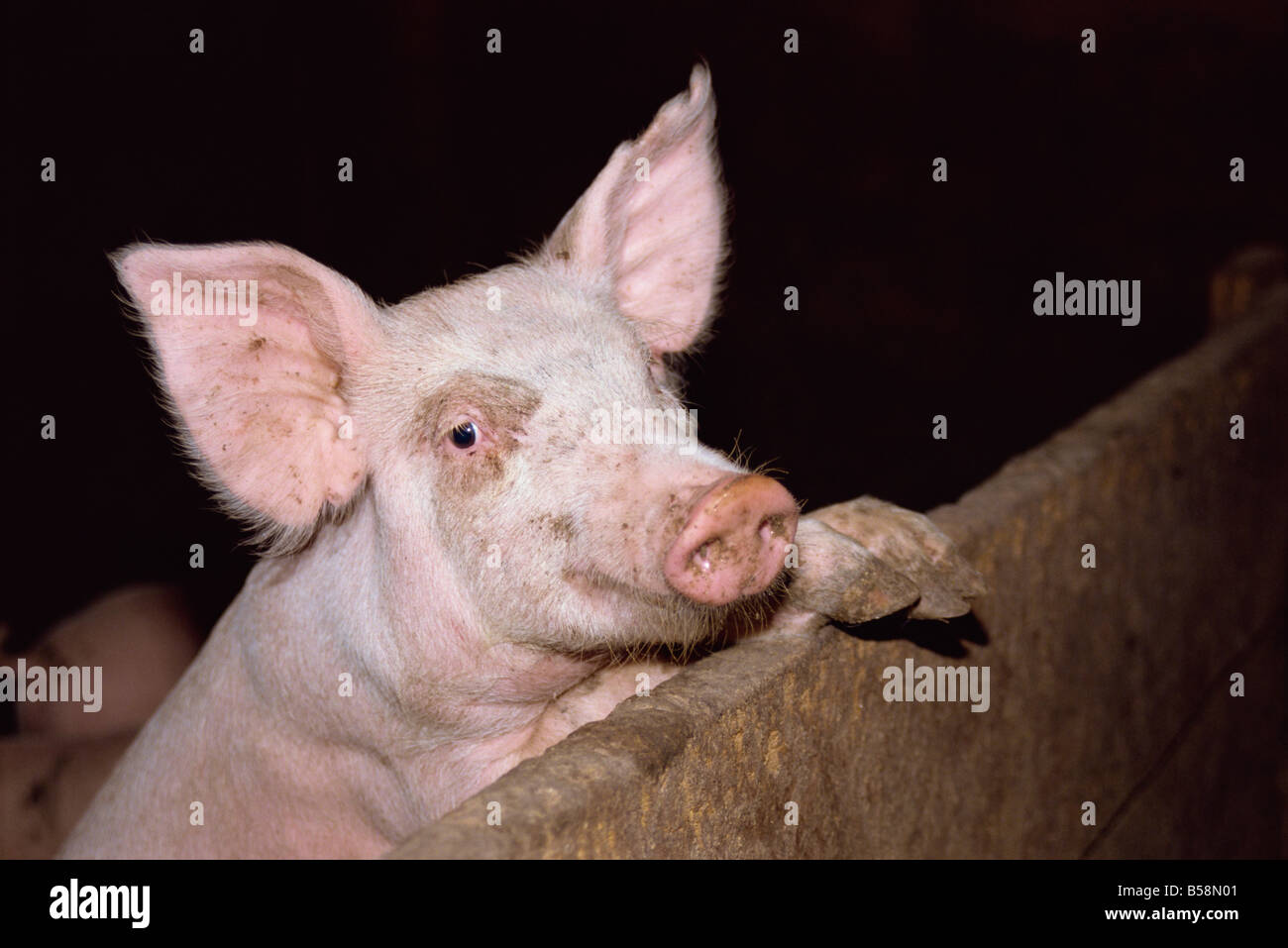 Pig canada north america hi-res stock photography and images - Alamy