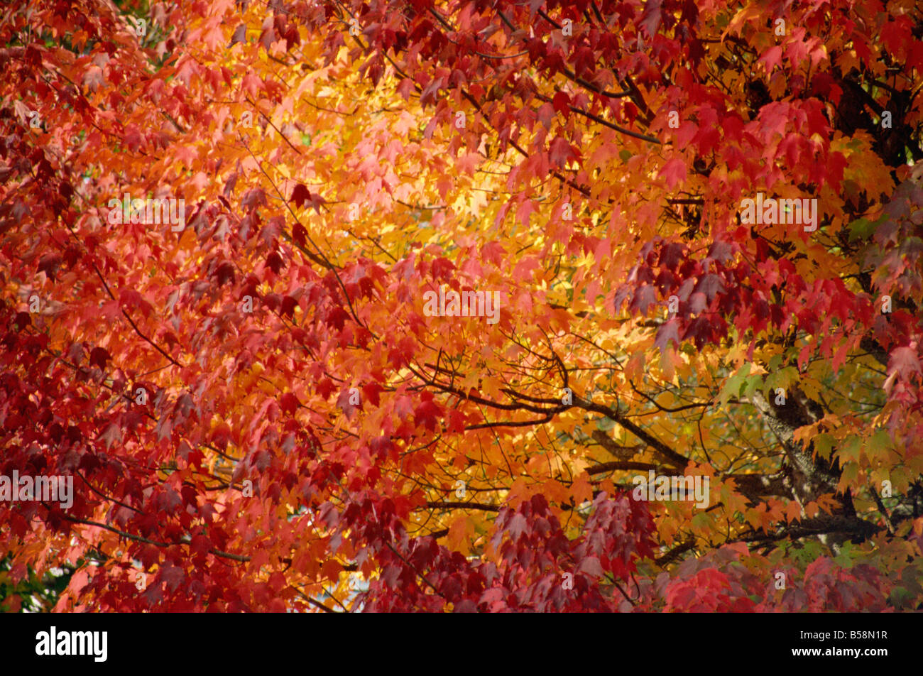 Maple tree s fall foliage Canada North America Stock Photo - Alamy
