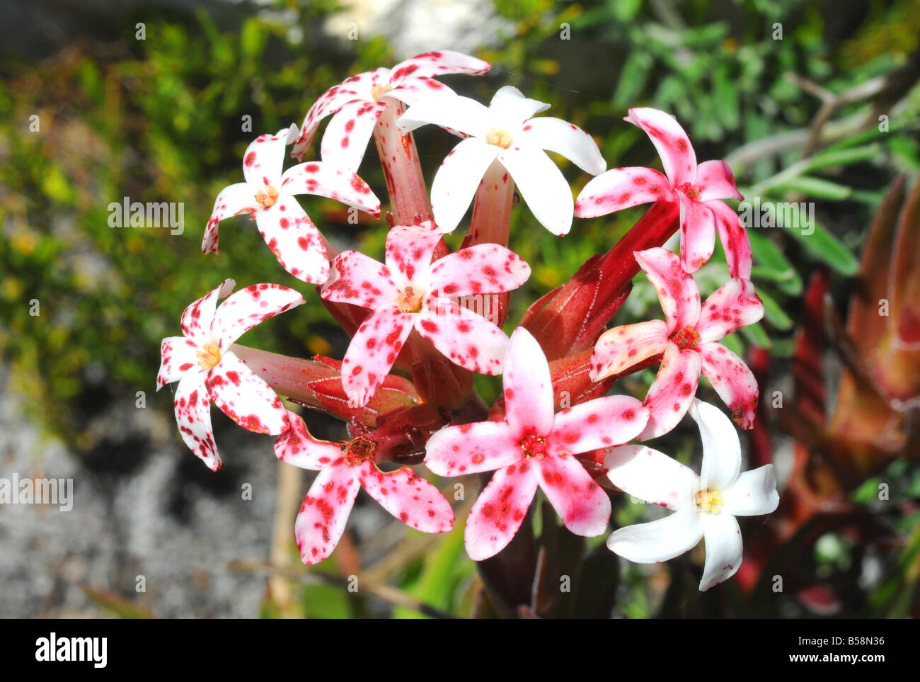 Crassula crassula sp hi-res stock photography and images - Alamy