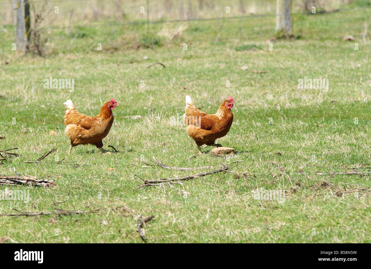Freerange animal agriculture hi-res stock photography and images - Alamy