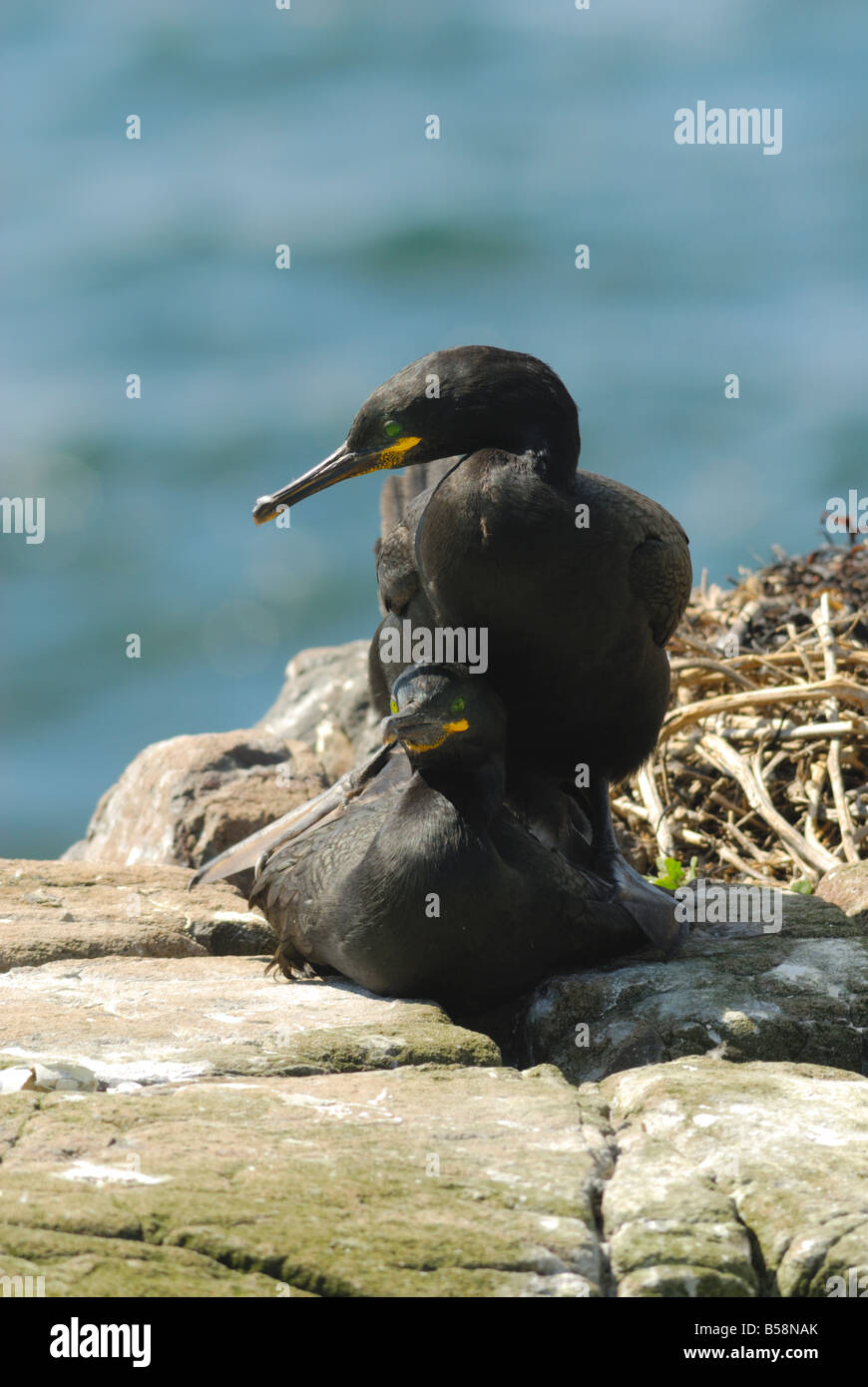 Pair of European Shag by nest, Farne Islands, Northumberland, England ...