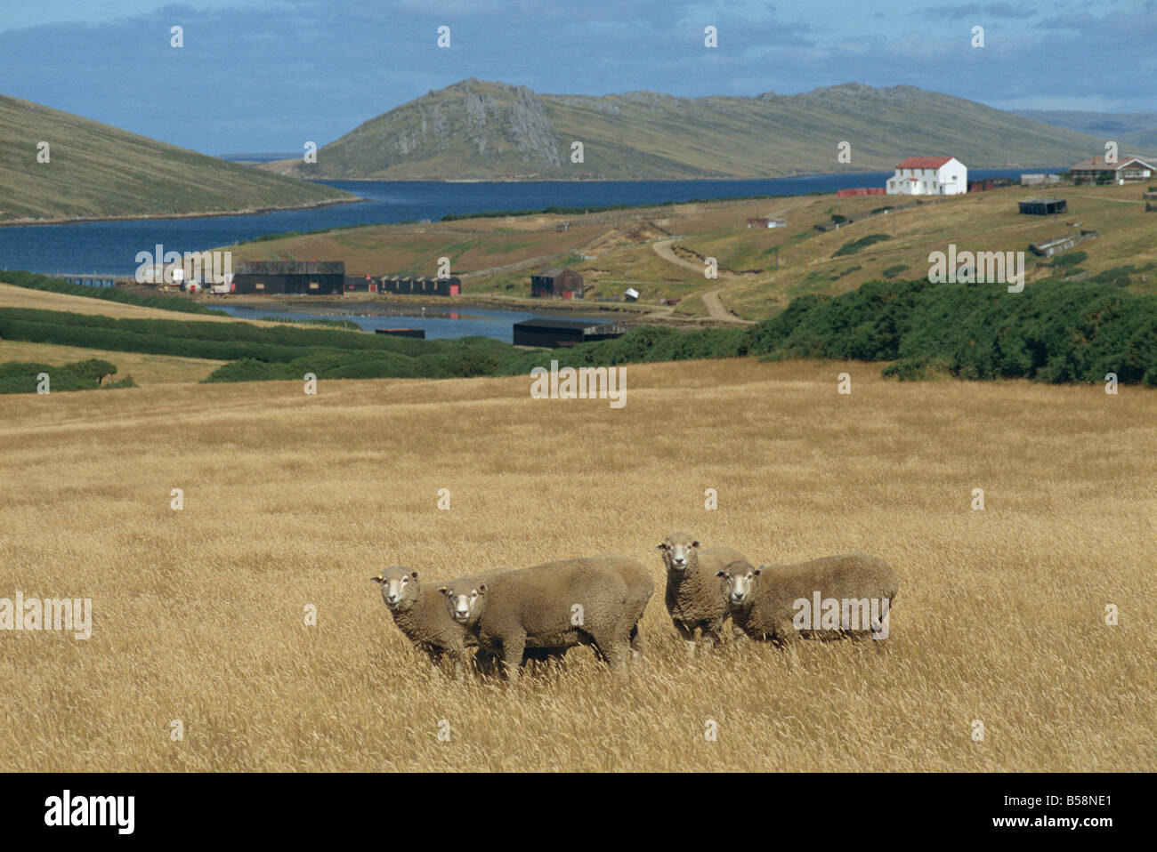 Sheep in field of golden grass at Port Howard in the Falkland Islands ...