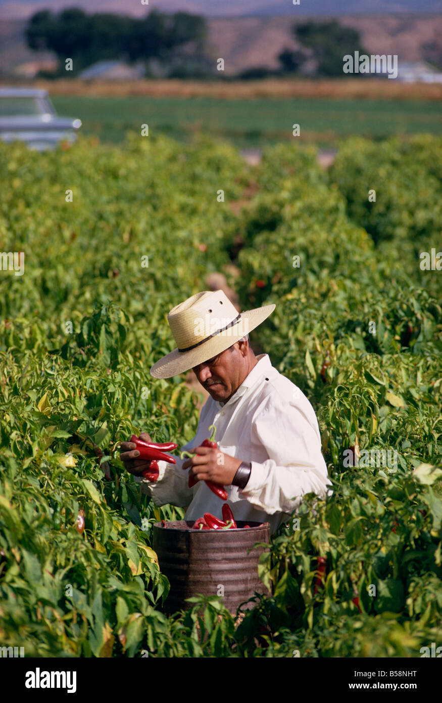 Picking chile hi-res stock photography and images - Alamy