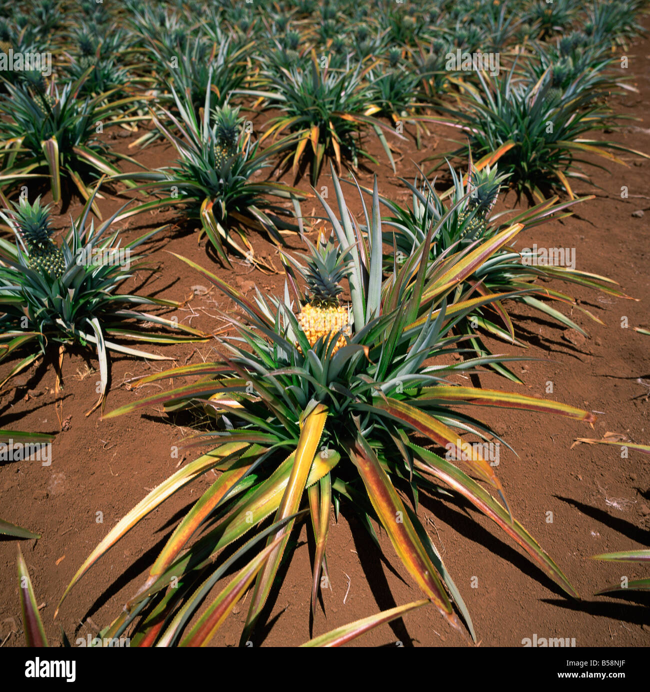 Pineapple crop Easter Island Chile G Renner Stock Photo - Alamy