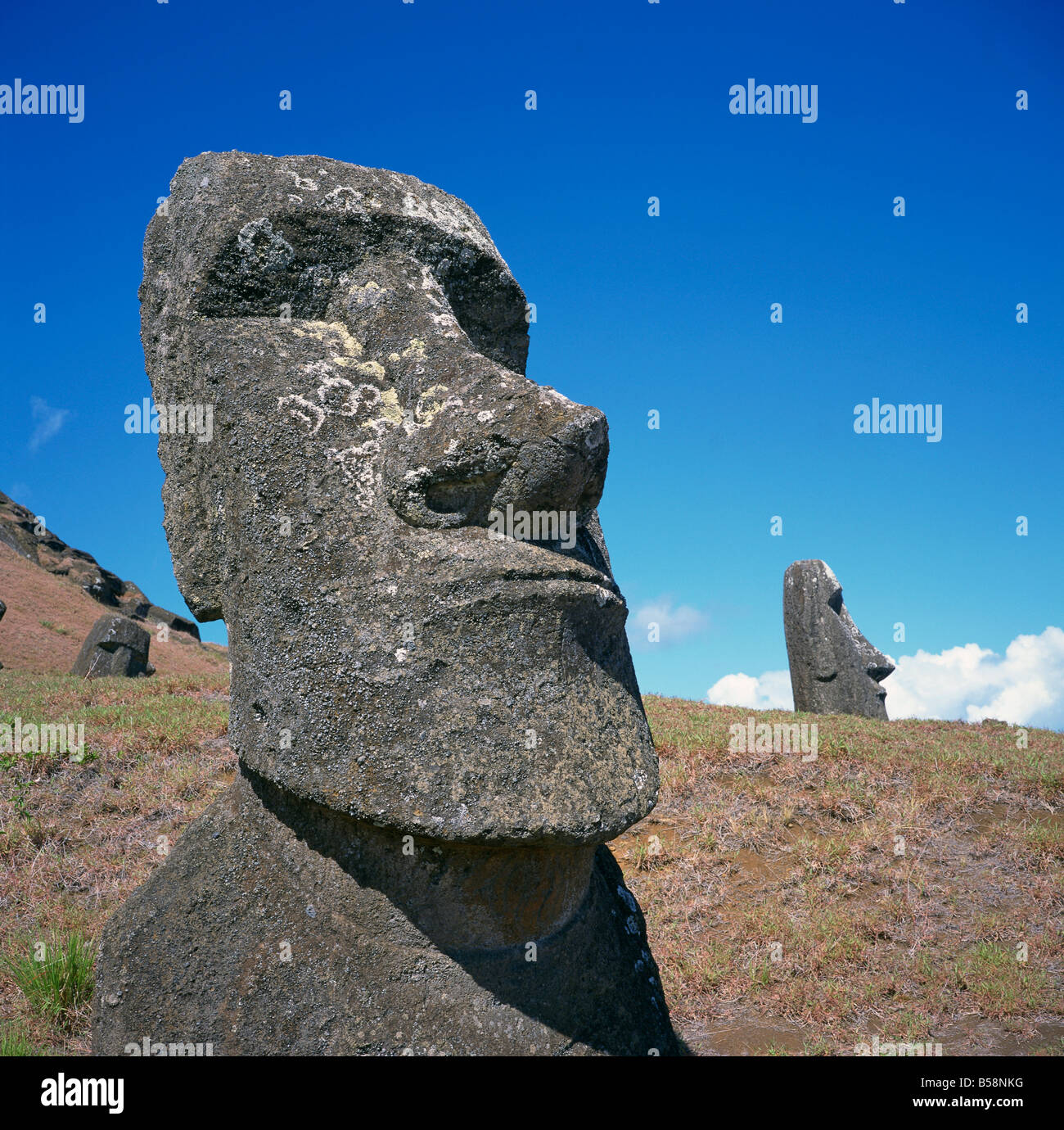 Moai statues carved from crater walls on the southern slopes of Volcan ...