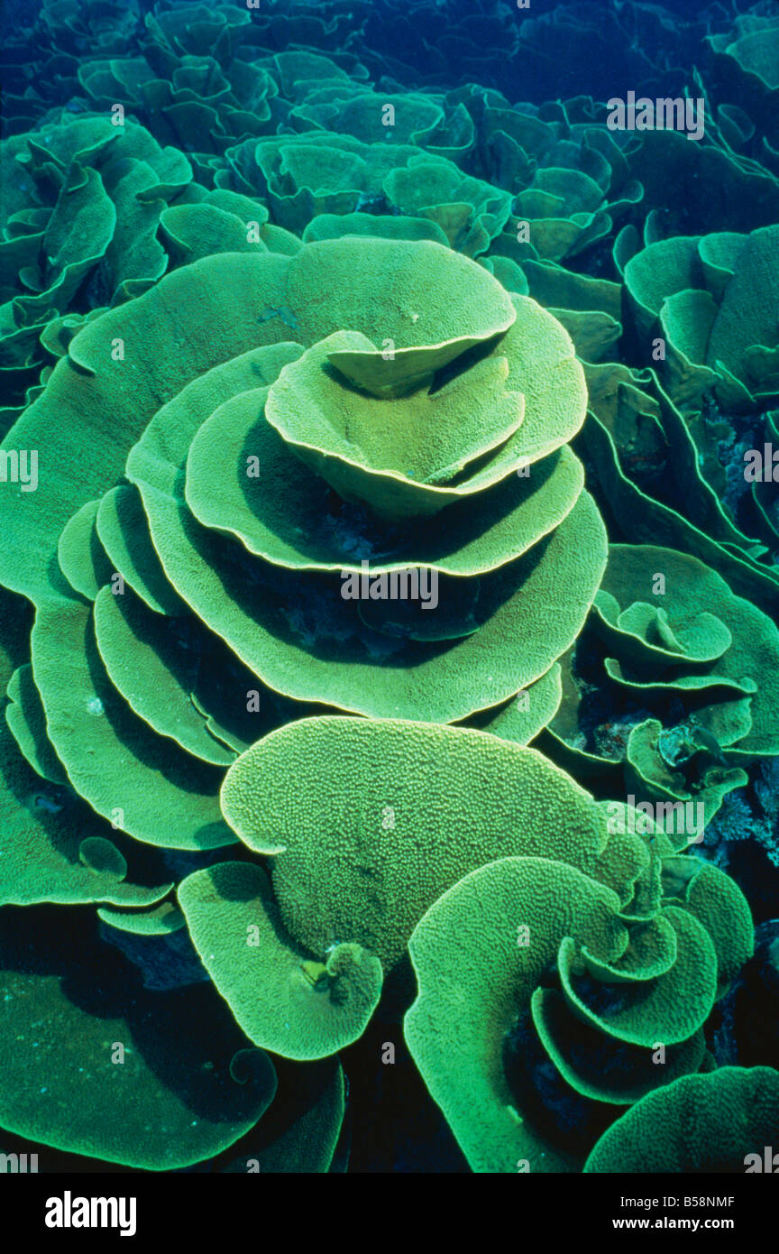 Group cabbage patch coral taveuni hi-res stock photography and images ...