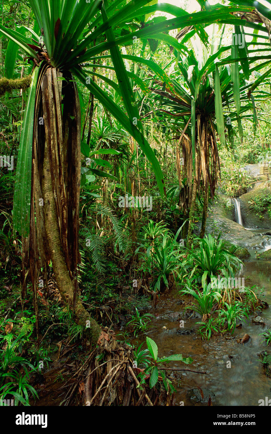 Stream and palms in the Colo I Suva rain forest on the island of Viti ...
