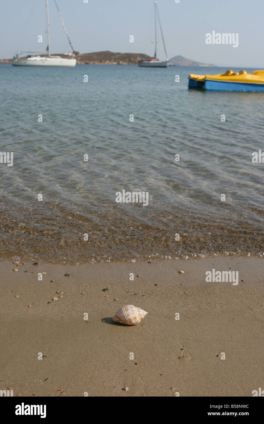 shell on seashore and background yachts and boats defocus Stock Photo ...