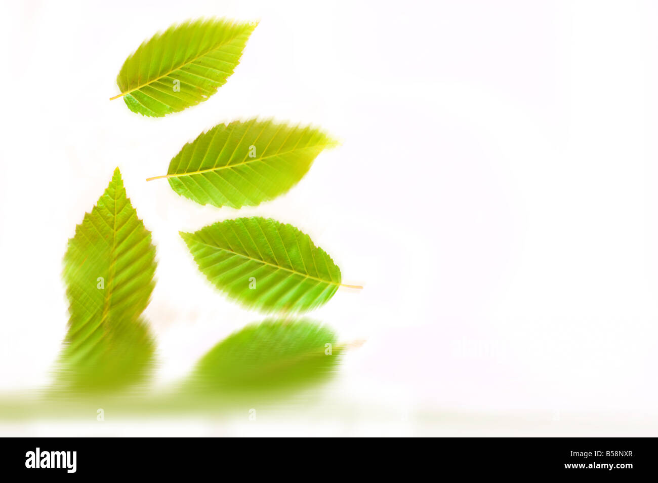 Abstract of leaves falling Intentional blur effect Stock Photo - Alamy