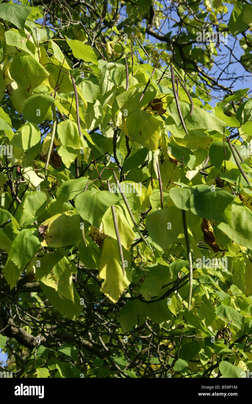 Indian Bean Tree, Catalpa bignonioides, Bignoniaceae. South East USA ...