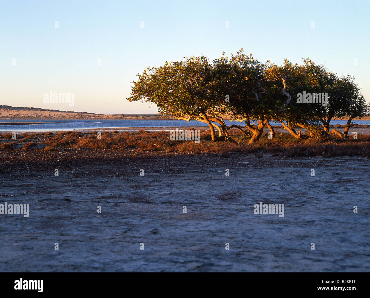 Mangrove Trees, Peron Peninsular, Northwest Australia Stock Photo - Alamy