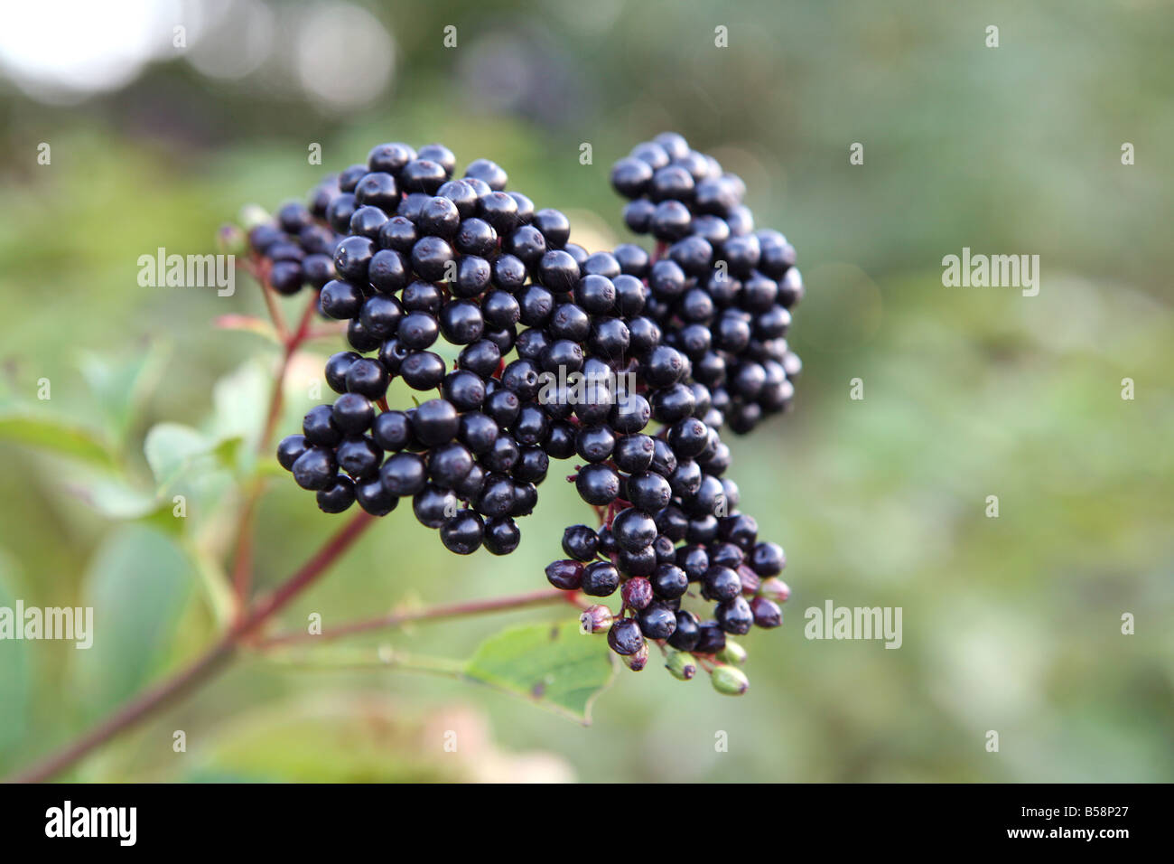 Clump of berries hi-res stock photography and images - Alamy