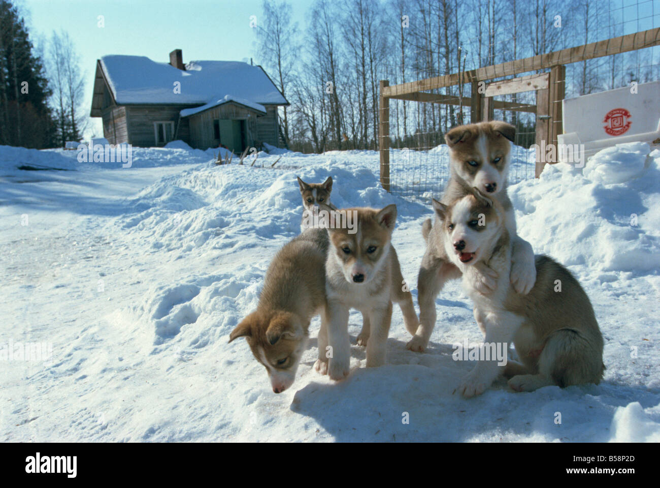 Purebred Siberian huskies Group of 5 husky pups at 8 weeks at Vihari ...
