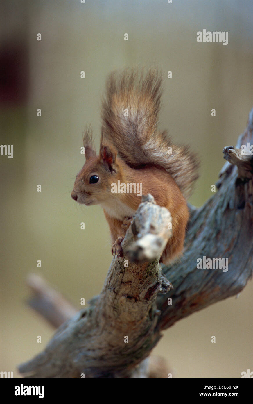 Red squirrel Sciurus vulgaris Finland L Murray Stock Photo - Alamy