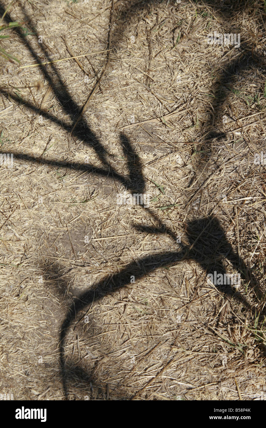 long grass shadow on floor in countryside Stock Photo - Alamy