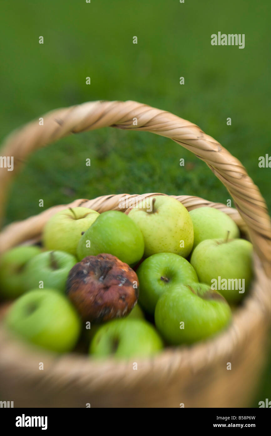 Basket of rotten apples hi-res stock photography and images - Alamy