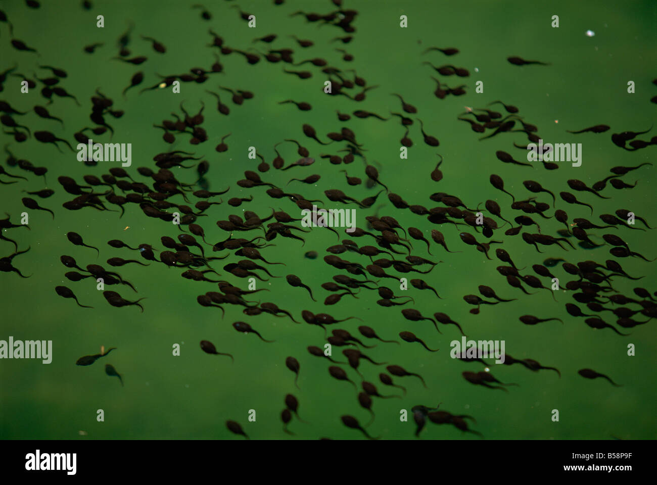 Tadpoles in asia hi-res stock photography and images - Alamy
