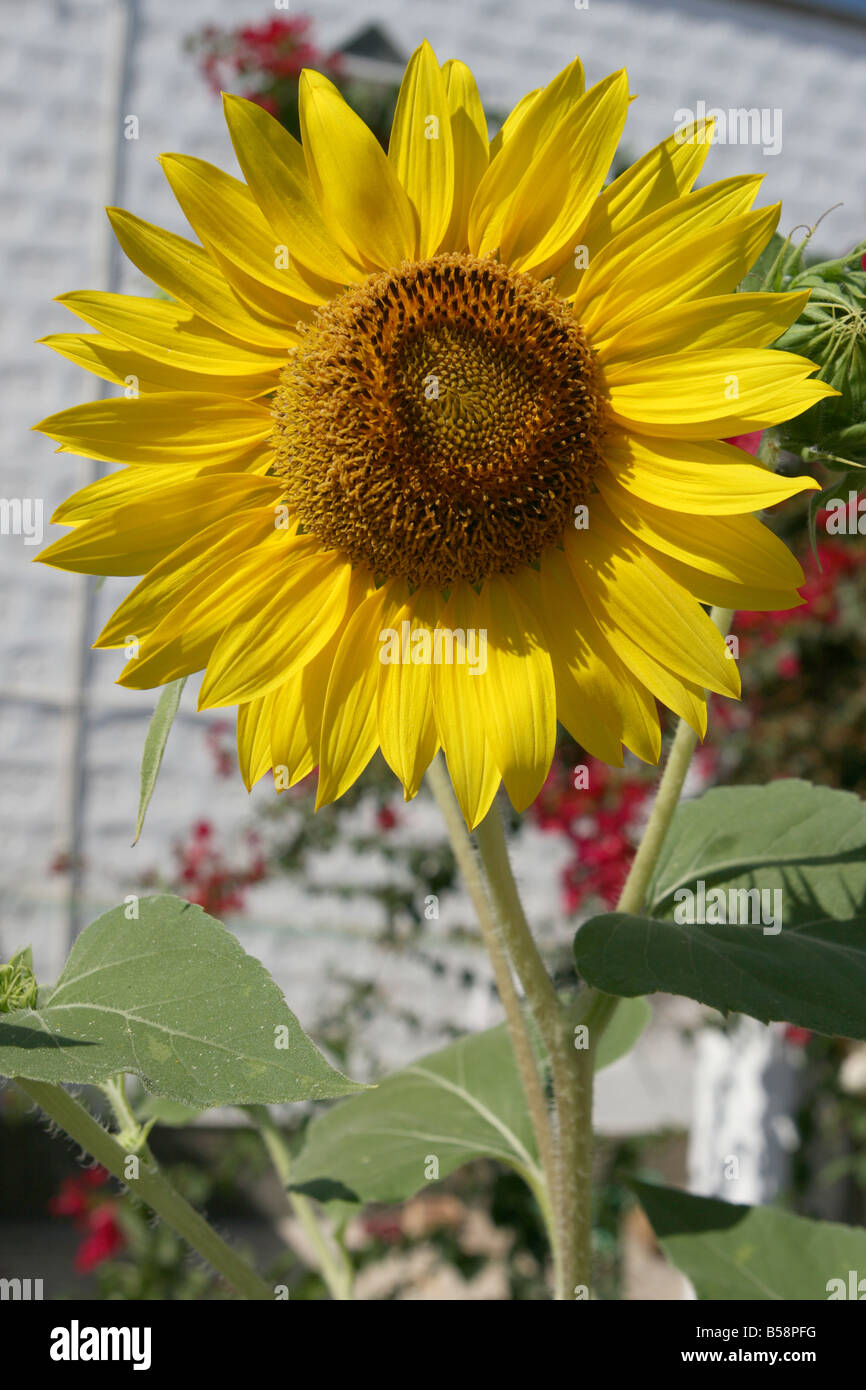 big beautiful sun flower closeup defocus garden background Stock Photo ...