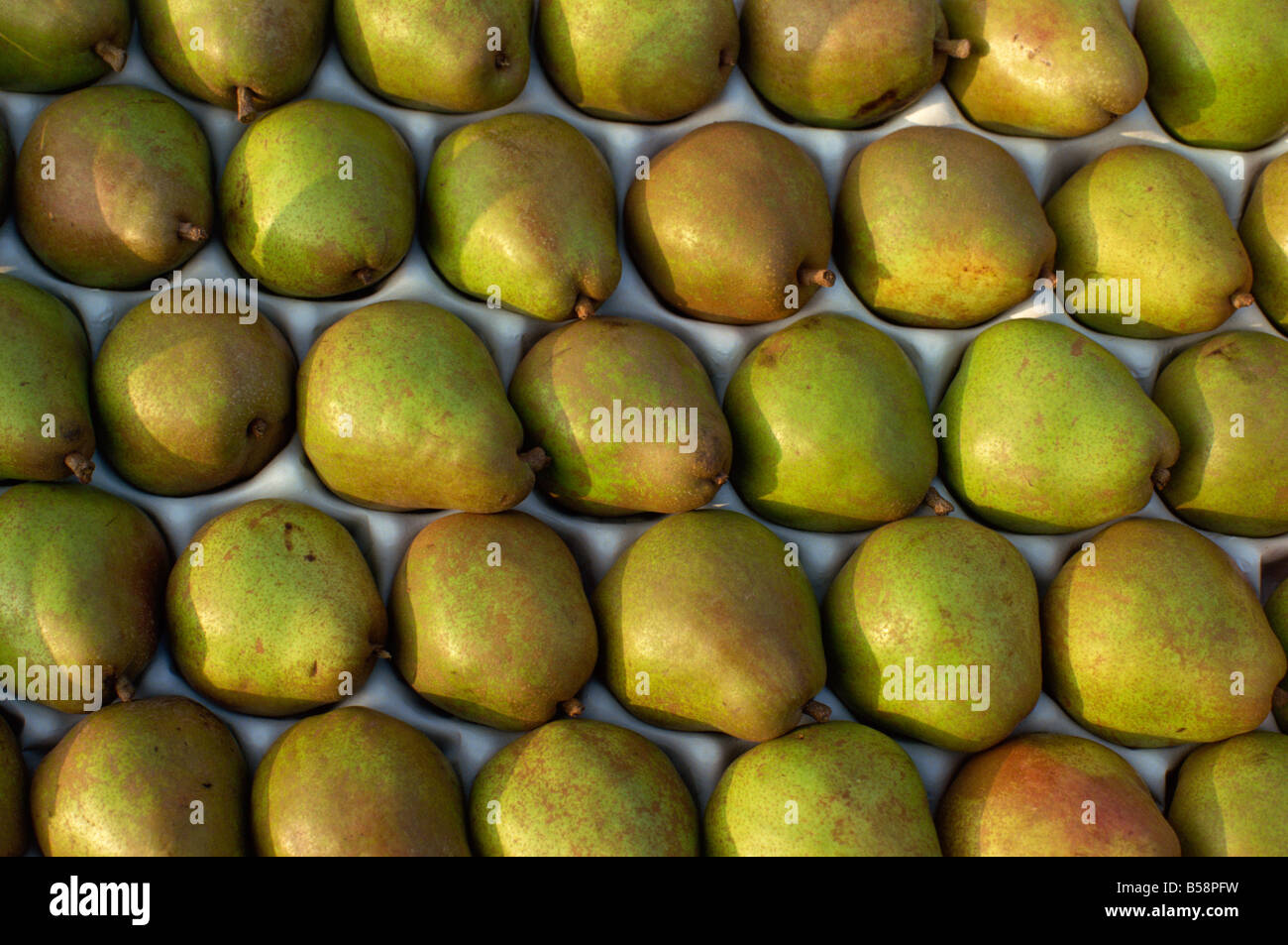 Rows of pears M Garrett Stock Photo - Alamy