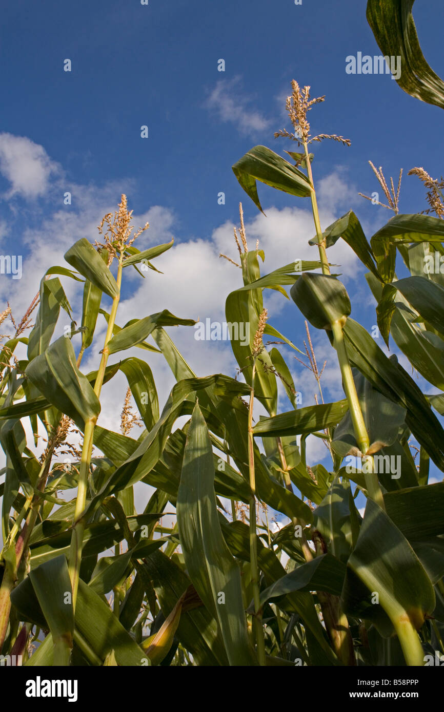 Tall maize crop in field against blue sky Cotswolds UK Stock Photo - Alamy