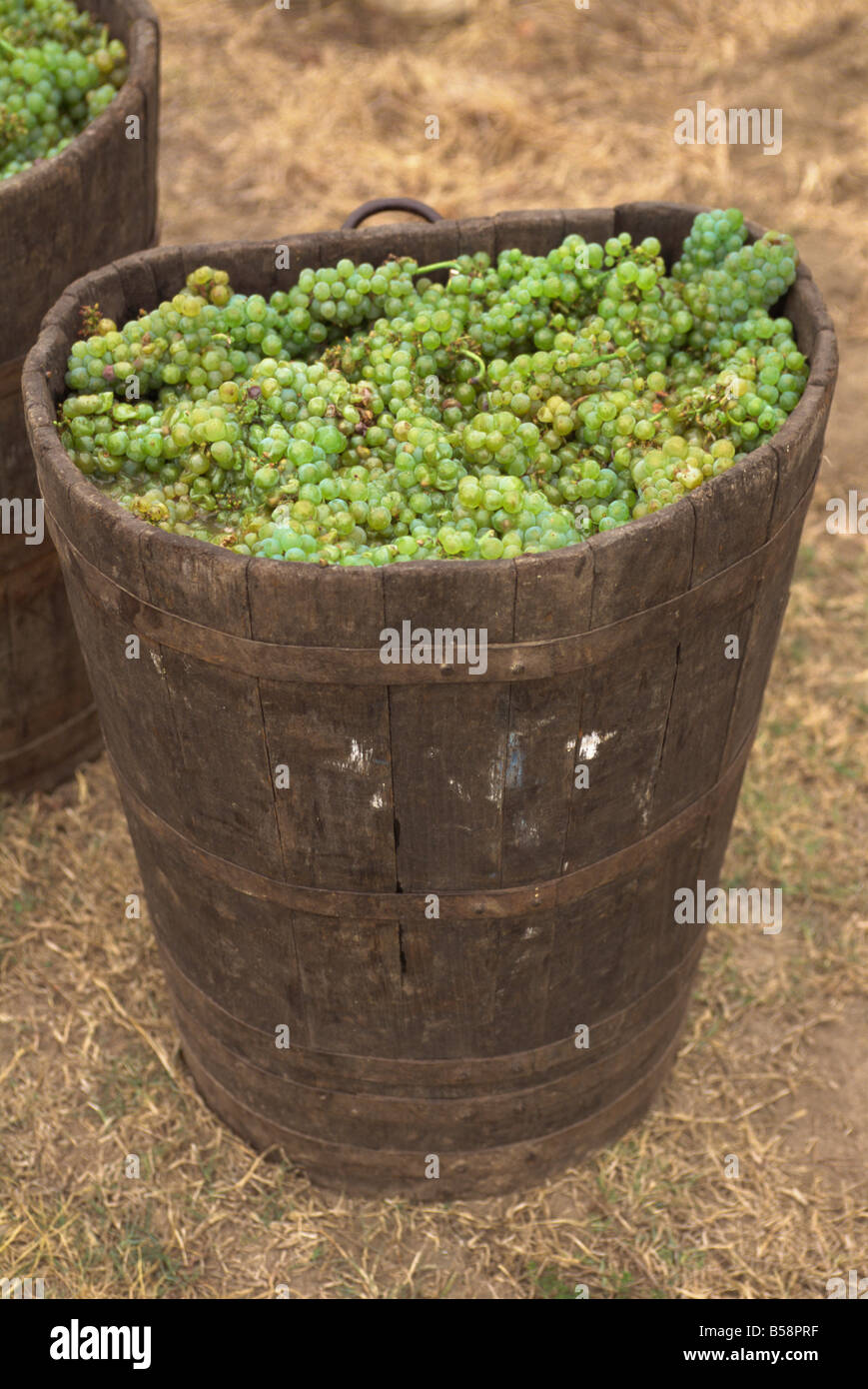 Grapes europe hi-res stock photography and images - Alamy