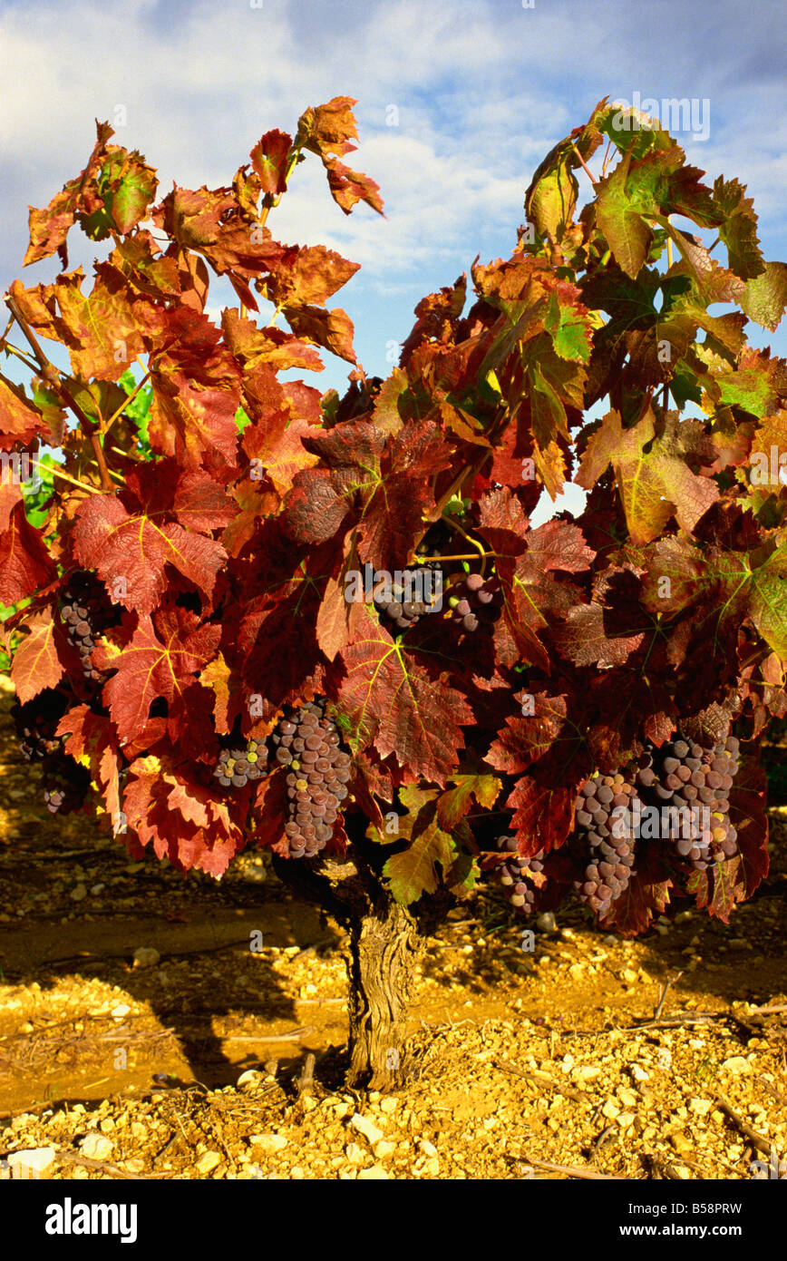 Grenache grapes hi-res stock photography and images - Alamy Grenache grapes hi-res stock photography and images - Alamy