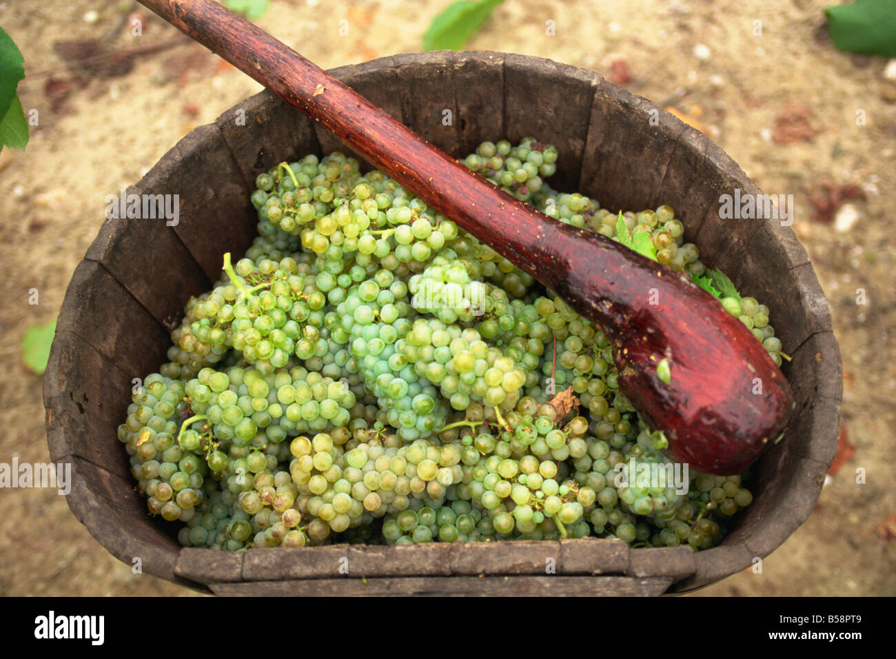 Muscadet grapes hi-res stock photography and images - Alamy