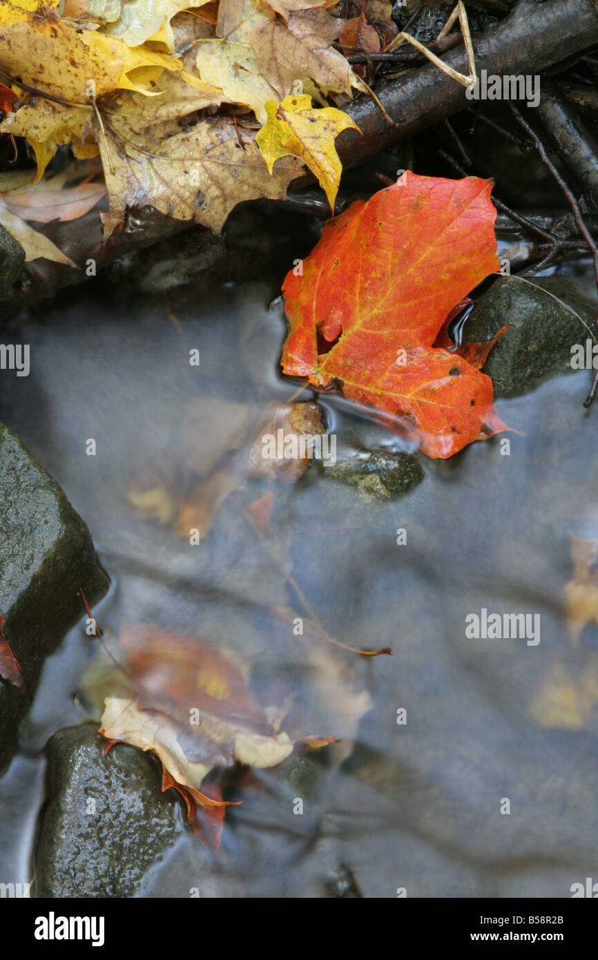 Single Red Maple Leaf Stock Photo - Alamy