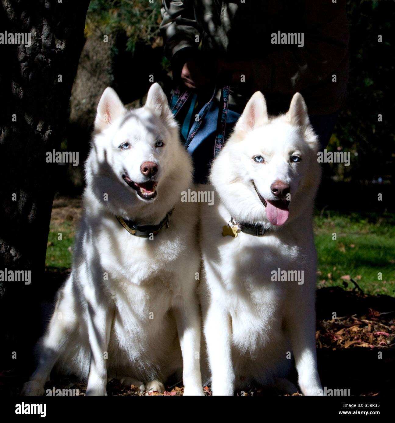 Two magnificent white husky huskie shot in a park setting Stock Photo ...