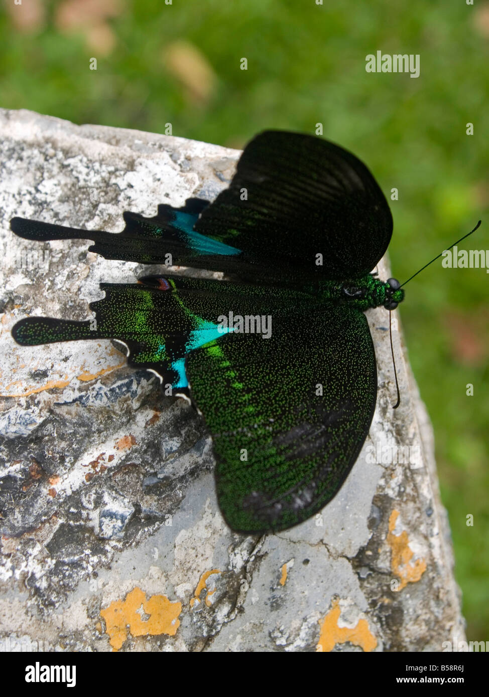 Butterfly khao yai national hi-res stock photography and images - Alamy