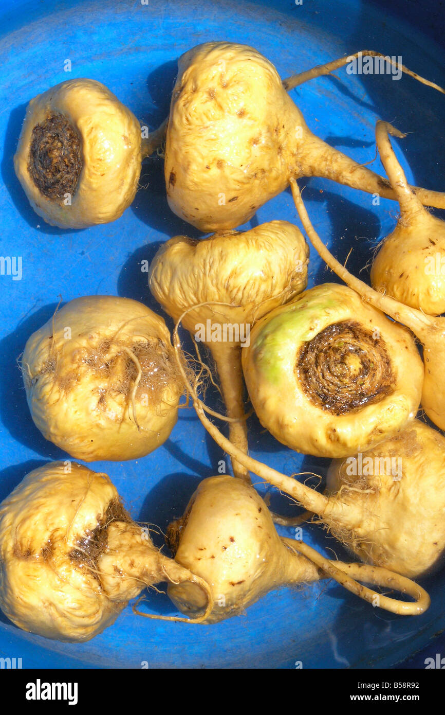 Maca. Lepidium peruvianum. Andean roots with aphrodisiacal and ...